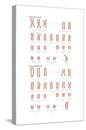 Male and Female Human Karyotypes. Chromosomes, Heredity, Genetics ...