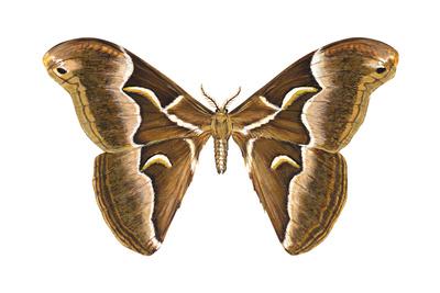 'Saturniid Moth (Cynthia Moth) (Samia Walkeri), Insects' Art Print ...