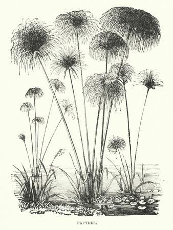 'Papyrus (Engraving)' Giclee Print - English School | Art.com