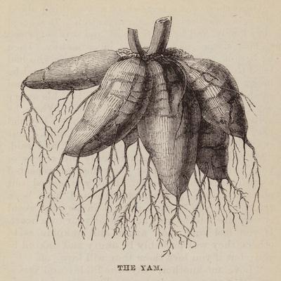 'The Yam (Engraving)' Giclee Print - English School | Art.com
