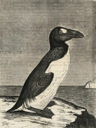 'Engraving of Great Auk' Giclee Print | Art.com