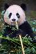 'Giant panda female, feeding on bamboo, Zoo Parc de Beauval, France ...