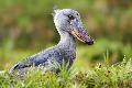'Shoebill (Balaeniceps rex) portrait. Swamps of Mabamba, Lake Victoria ...