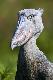 'Shoebill stork (Balaeniceps rex) portrait. Swamps of Mabamba, Lake ...