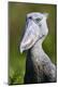 'Shoebill stork (Balaeniceps rex) portrait. Swamps of Mabamba, Lake ...