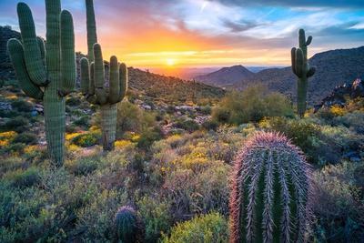 Spectacular Sunset Illuminates Saguaro Cacti near Windgate Pass in the ...