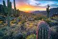 Spectacular Sunset Illuminates Saguaro Cacti near Windgate Pass in the ...