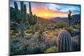 Spectacular Sunset Illuminates Saguaro Cacti near Windgate Pass in the ...