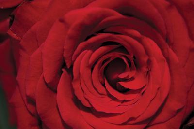 Red Rose Detail Photographic Print - Erin Berzel | Art.com