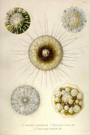 'Aulacantha Scolymantha, Thalassicalla Zanclea, Thalassolampe ...