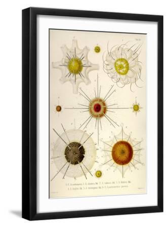 Types of Acanthometra Framed Art Print - Ernst Haeckel | Art.com