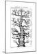 'Haeckel's Scheme of Evolution Displayed in the Form of a Tree, 1910 ...