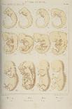 'Haeckel's Scheme of Evolution Displayed in the Form of a Tree, 1910 ...