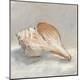 Impressionist Shell Study III Art Print - Ethan Harper | Art.com