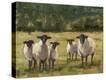 Sheep Family I Premium Giclee Print - Ethan Harper | Art.com