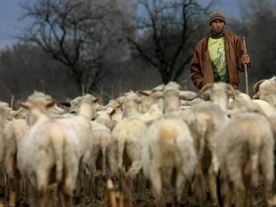 'Ethnic Albanian Shepherd Herds His Sheep in the North-West Macedonian ...