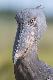 'Shoebill female head portrait, Mabamba Swamp, Uganda.' Photographic ...
