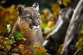 'Portrait of Beautiful Puma in Autumn Forest. American Cougar ...