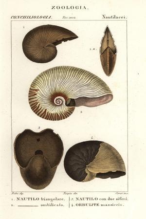 Extinct fossil Nautilus triangularis 1, bellybutton nautilus, Nautilus ...