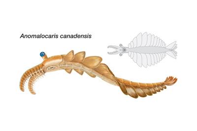 Anomalocaris Size