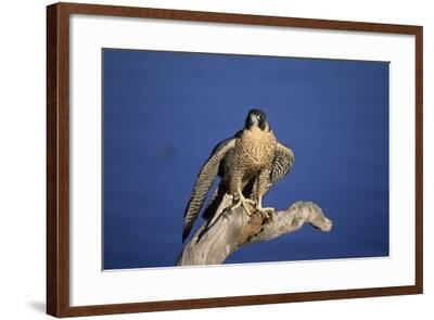 'Falcon' Photographic Print - outdoorsman | Art.com