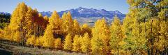 'Fall Aspen Trees Telluride Co' Photographic Print | Art.com