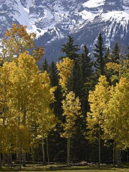 'Fall Colors of Aspens with Evergreens, Near Ouray, Colorado ...