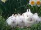 'Family of Albino Netherland Dwarf Rabbits, USA' Photographic Print ...