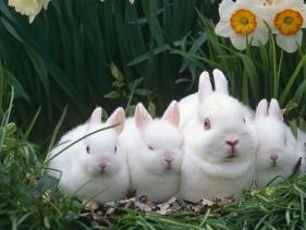'Family of Albino Netherland Dwarf Rabbits, USA' Photographic Print ...