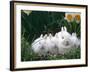 'Family of Albino Netherland Dwarf Rabbits, USA' Photographic Print ...