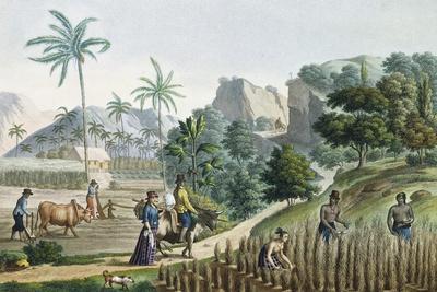 'Farmers at Work, Guam Island, Mariana Archipelago, Engraving from ...