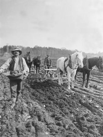 'Farming in the 1920S, 1929 (B/W Photo)' Giclee Print | Art.com