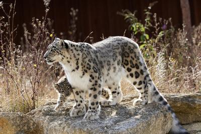'Female Snow leopard with her three month cub, France' Photographic ...