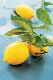 'Femminello Lemon of Gargano Igp' Photographic Print | Art.com