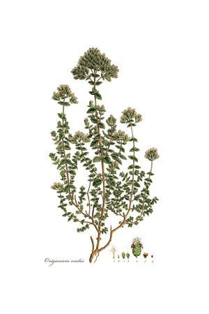 'Origanum Onitis, Flora Graeca' Giclee Print - Ferdinand Bauer | Art.com