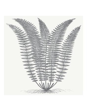 'Fern (Ivory & Gray)' Art Print - Botanical Series | Art.com