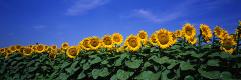 'Field of Sunflowers, Bogue, Kansas, USA' Photographic Print | Art.com