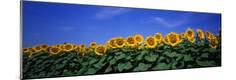 'Field of Sunflowers, Bogue, Kansas, USA' Photographic Print | Art.com