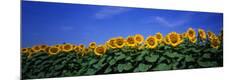 'Field of Sunflowers, Bogue, Kansas, USA' Photographic Print | Art.com