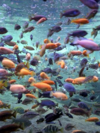 'Fish Enclosure in Busch Gardens, Orlando Florida, November 2001 ...