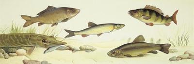 'Fishes: Examples of Sweet Water Fishes' Giclee Print | Art.com