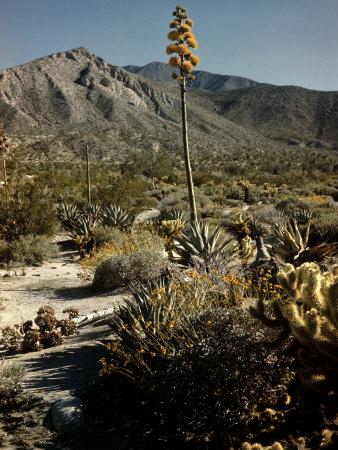 'Flowering Agave Plant Sprouting During the Spring in the Sonoran ...