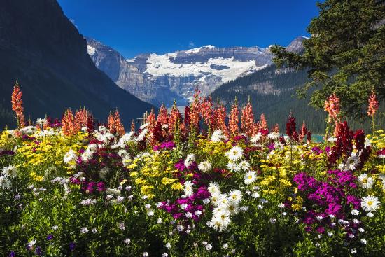 National Flower Of Alberta Canada | Best Flower Site