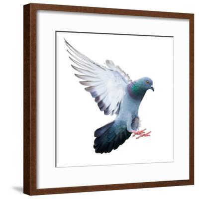 'Flying Pigeon Bird in Action Isolated on White Background ...
