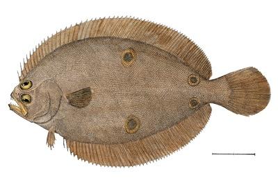 'Four-Spotted Flounder Specimen From Woods Hole, Massachusetts, US Fish ...