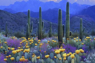 Fantasy of desert cacti and colorful flowers. (AI Generated) Premium ...