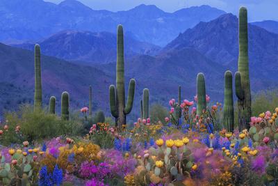 Fantasy of desert cacti and colorful flowers. (AI Generated) Premium ...