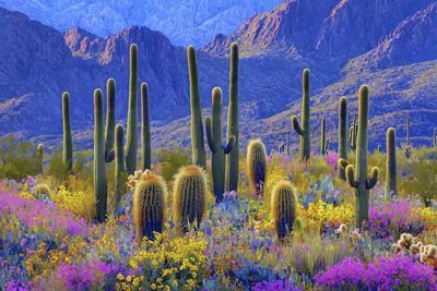 Fantasy of desert cacti and colorful flowers. (AI Generated) Premium ...