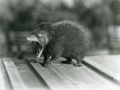 'A Tenrec with its Mouth Open, Showing its Wide Gape and Sharp Teeth ...