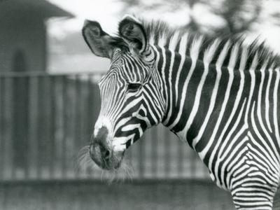 'An Female/Jenny Endangered Grevy's Zebra, London Zoo, July 1926 (B/W ...